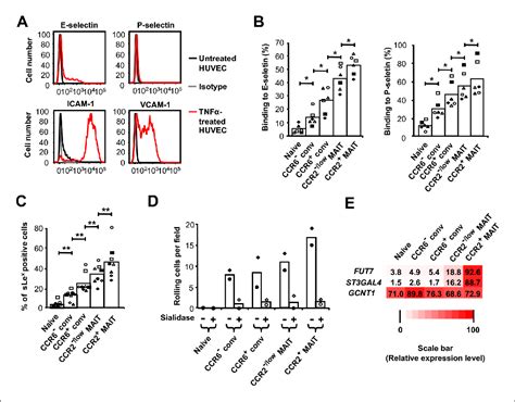 Figure 3 From C Ebpδ Drives Interactions Between Human Mait Cells And Endothelial Cells That Are