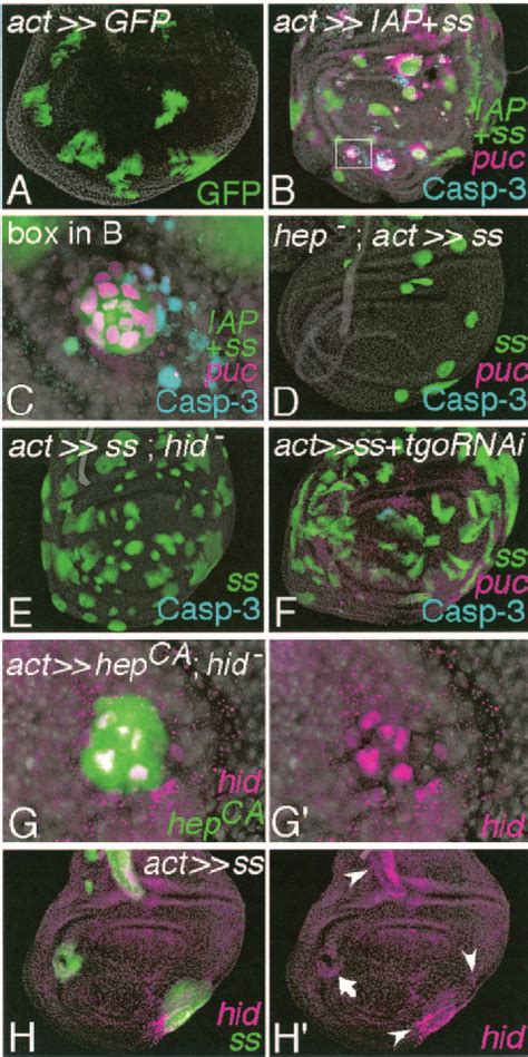 Involvement Of Clone Shape And Hid Expression A Clones Expressing Download Scientific