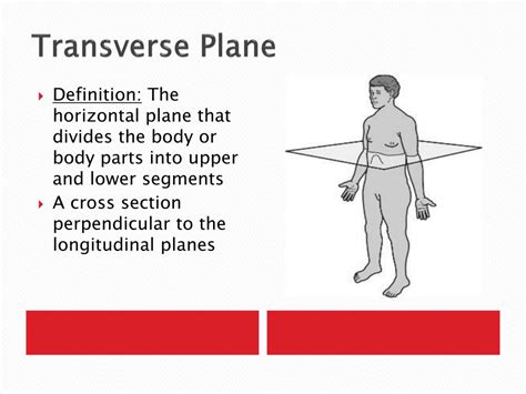 What Is Medical Term Transverse At Bobby Holman Blog