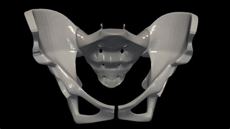 3d Model Of Female Reproductive Urinary System Hip And Sac By Azekapeka