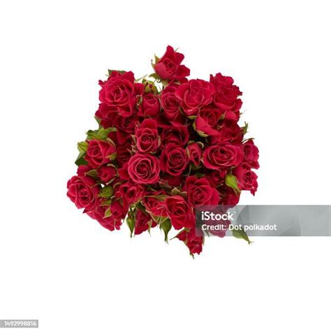 가시가 있는 빨간 장미 꽃다발 흰색 배경에 분리된 잘라낸 상태에서 위에서 사진을 찍고 클리핑 경로가 있습니다 0명에 대한 스톡 사진 및 기타 이미지 Istock