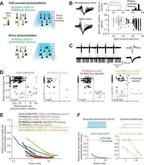 Figures And Data In Spatiotemporal Constraints On Optogenetic Inactivation In Cortical Circuits