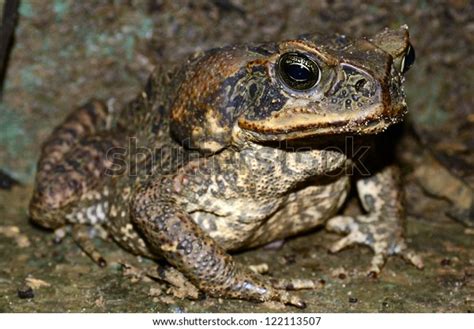 7 Cane Toad Identification Royalty Free Photos And Stock Images Shutterstock