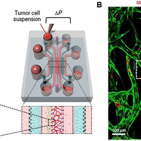 Tumor Vasculature On Chip A Illustration Of A Microfluidic Chip With Download Scientific