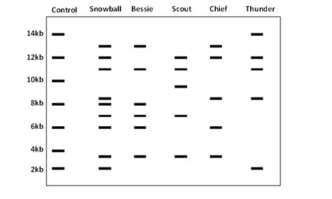 Solved Part 3 STR Profiles Used In Paternity Tests STR Chegg Com