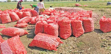 လားရှိုးမြို့နယ်မှထွက်ရှိသော ကြက်သွန်နီများကို ရန်ကုန်မြို့သို့ တစ်လတာကာလအတွင်း တန်ချိန် ခုနစ