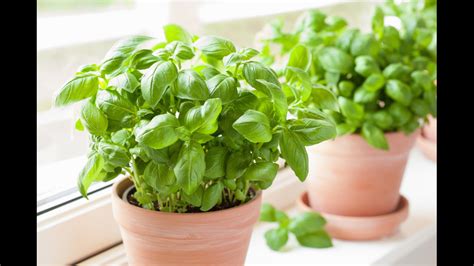 Лекове които всеки може да приготви у дома Nova Bg