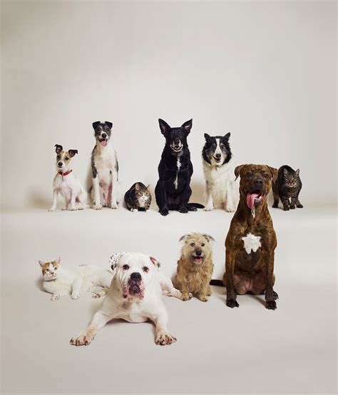 Картинки Где Много Собак — Фото Картинки