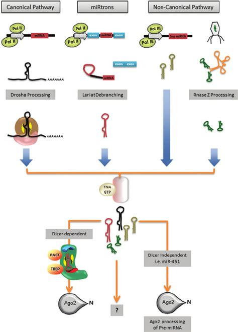 Alternative Mirna Processing Pathways In Animal Cells Download