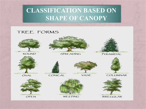 Canpoy Classification And Canopy Management Through Rootstock And Scion