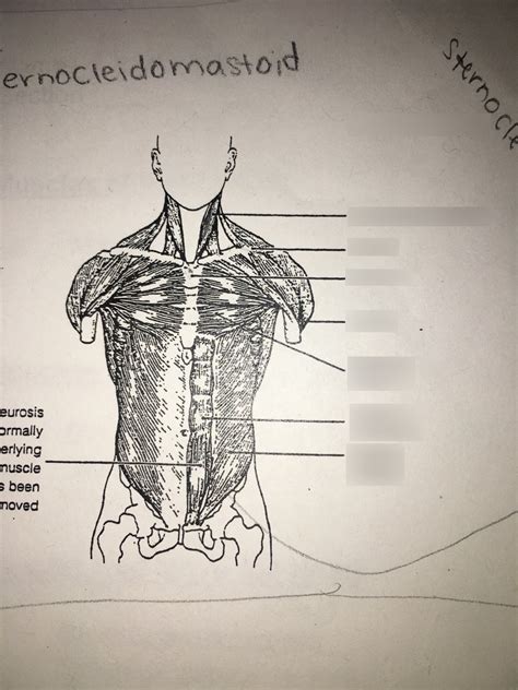 LAB PRAC ANTERIOR BODY Diagram Quizlet