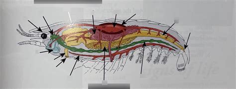 Biology Mod 14 Diagram Quizlet