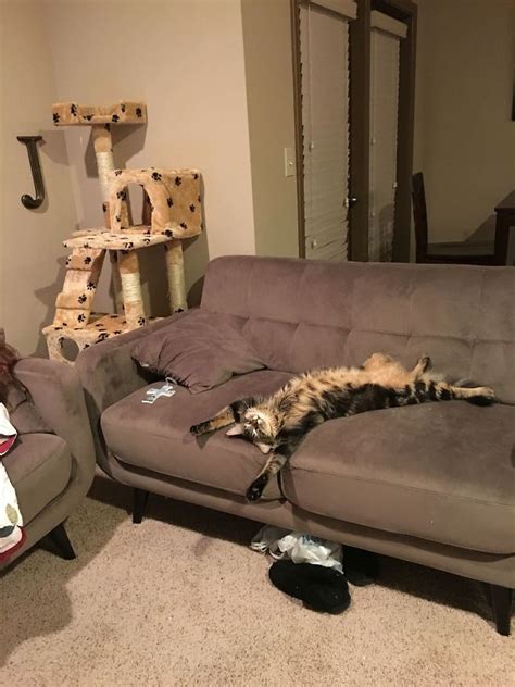 128 Times Cats Found Catnip And Cat Exe Stopped Functioning Bored Panda