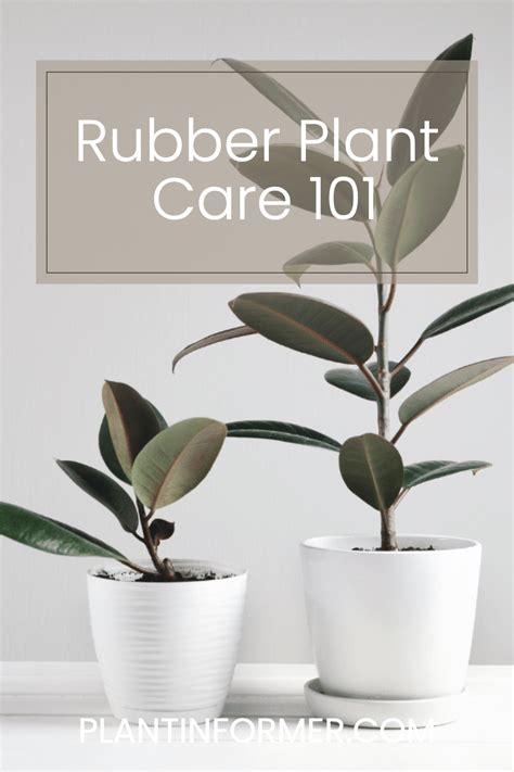 10 Ficus Care Guides Ideas To Save Today Ficus House Plants Plants