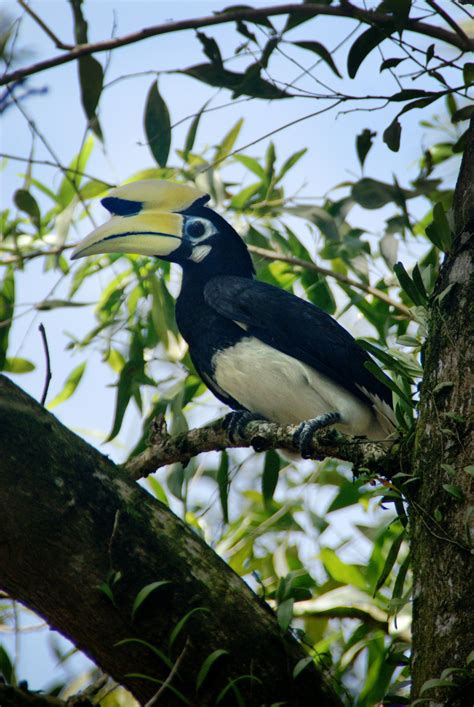 Oriental Pied Hornbill Anthracoceros Albirostris