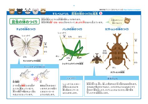 こん虫の育ち方の検索結果 Yahoo きっず検索