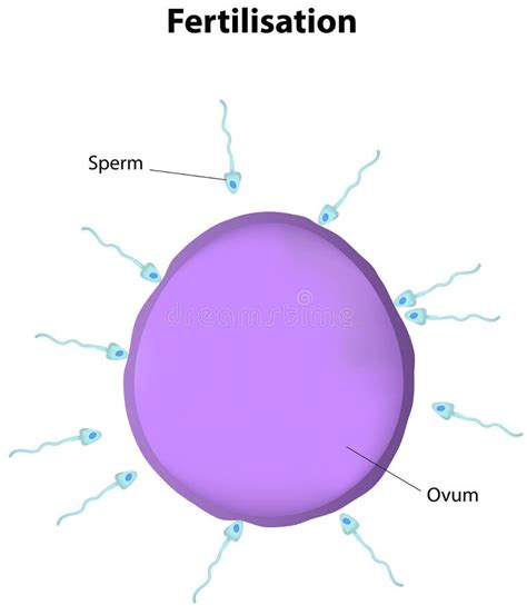 Fertilisation Labeled Diagram Stock Vector Illustration Of Pregnancy Procreation 41865961