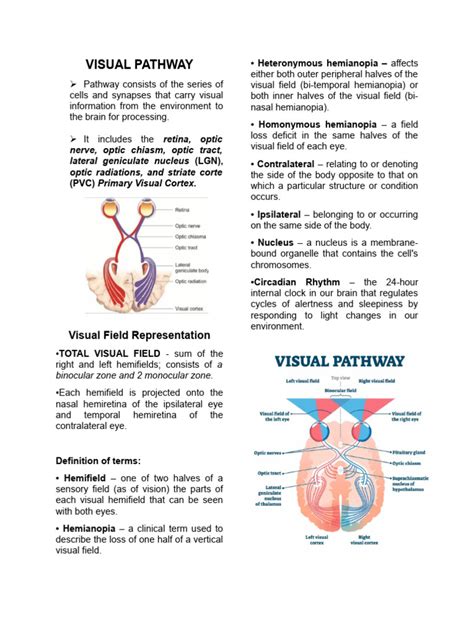 visual pathway pdf visual system visual cortex