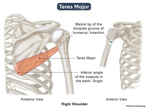 Teres Major Action Origin Insertion Innervation And Diagram