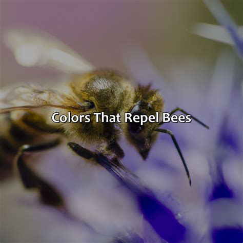 What Color Are Bees Attracted To