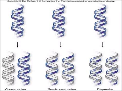 Dna Replication In Prokaryotes Pptx