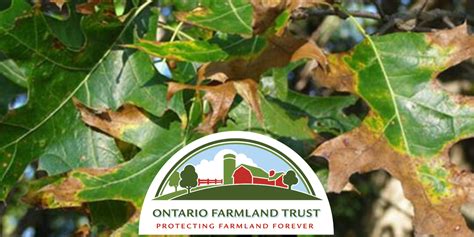 Invasive Species In Ontario Ontario Farmland Trust