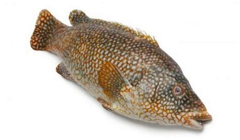 Fresh Hamour Fish For Restaurants Packaging Type Vacuum Pack At