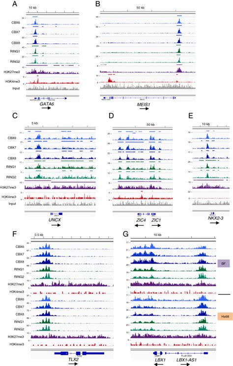 Representative Examples Of ChIP Sequencing Data At Annotated Loci The Download Scientific