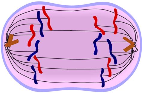Anaphasemitosis This Is The Third Stage Of Mitosis In This Stage