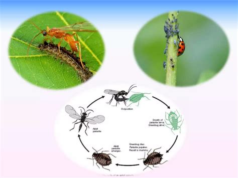 conservation of biological controls pptx agriculture industries