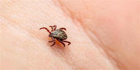 Do Ticks Live In Mowed Grass All You Must Know Gfl Outdoors