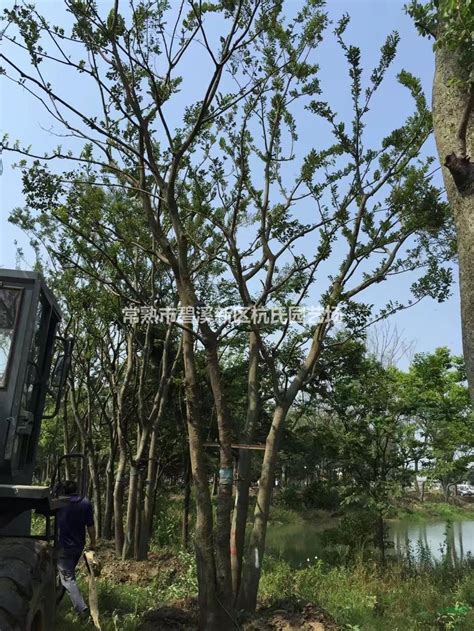 供应丛生朴树 米径55公分 苏州种植地 常熟市碧溪新区杭氏园艺场