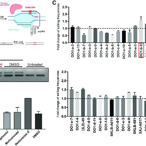 Screening Of Small Molecules Capable Of Improving Prime Editing A Download Scientific Diagram