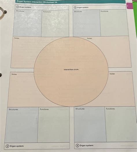 solved organ system interaction worksheet 3a structures