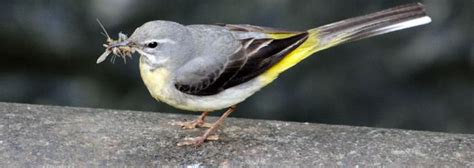 Tree Works And The Bird Nesting Season