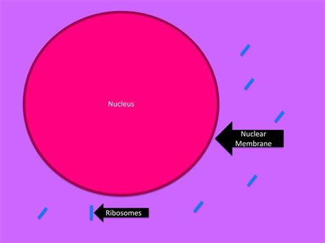 Protien Synthesis Flip Book Pptx