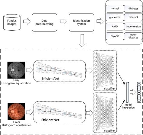 Figure 2 From Multi Label Classification Of Fundus Images With Efficientnet Semantic Scholar
