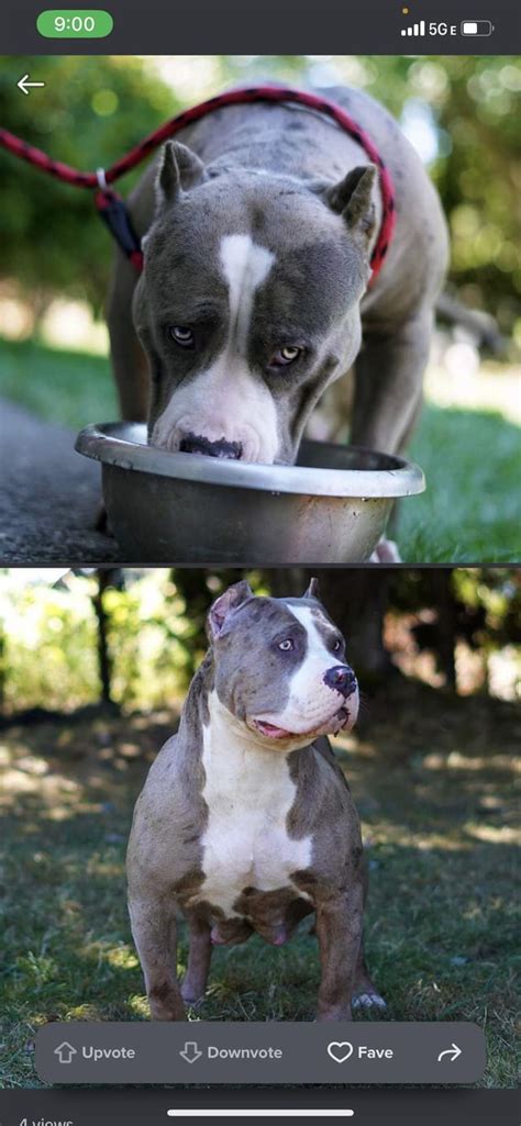 Please Color Id For Newt Ramericanbully