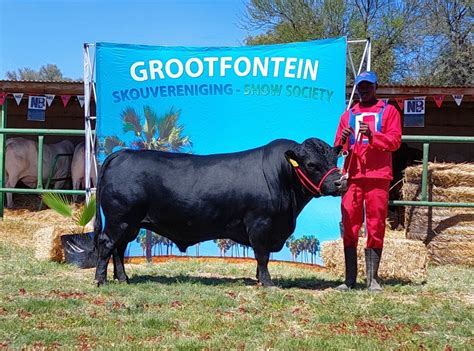 Grootfontein Se Dexter Simmentaler Wenners Republikein Jou Land