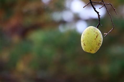 모과 Quince 나무 Pixabay의 무료 사진 Pixabay