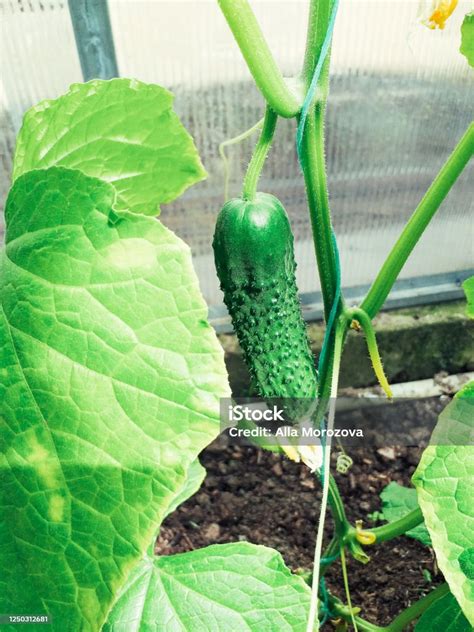 오픈 필드에서 재배된 오이의 신선한 신선한 과일 오이의 농장 온실에서 오이를 재배합니다 식물과 함께 작업 재배 유기 야채 수확 0명에 대한 스톡 사진 및 기타 이미지