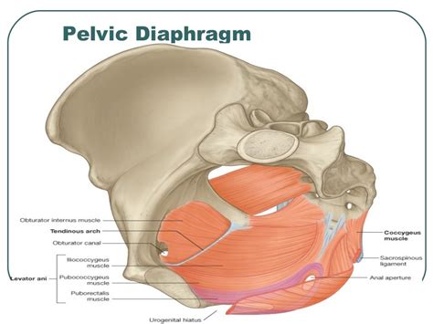 Pelvis And Perineum Location Anatomy Of The Perineum Video Anatomy