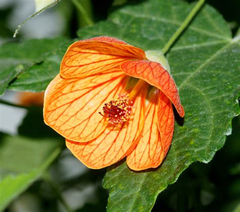 Abutilon Flowering Maple Care Guide Varieties And Growing Tips