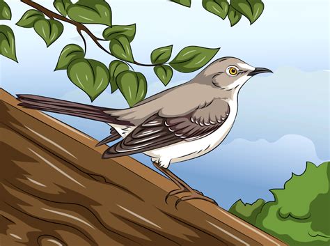 Northern Mockingbird Free Stock Illustrations Creazilla