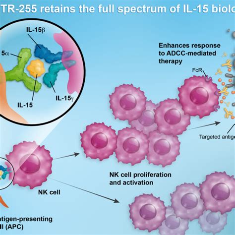 A Look At The Promise Of Il 15 Based Immunotherapies In The Treatment