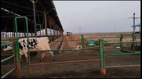 Lameness Object Detection Dataset And Pre Trained Model By Veerasensetar