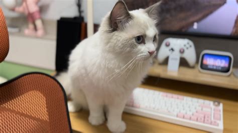 动态代理导致的metaspace Oom（元空间内存溢出）问题 会飞的猫