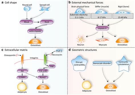Physical Factors Regulating Lineage Commitment Of Mscs Mscs Physically