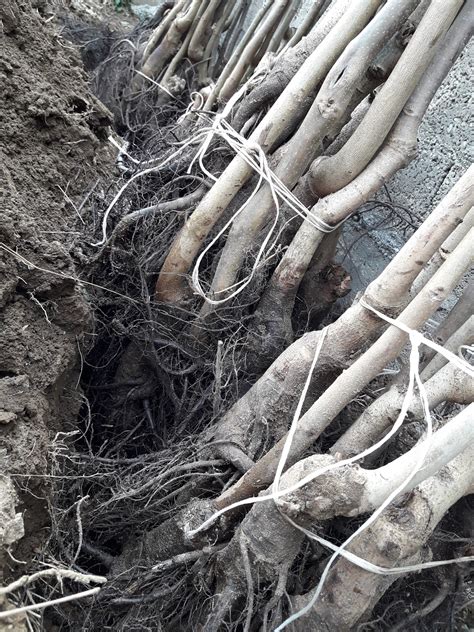 აგროინდუსტრია Agroindustria აგროინდუსტრია Agroindustria