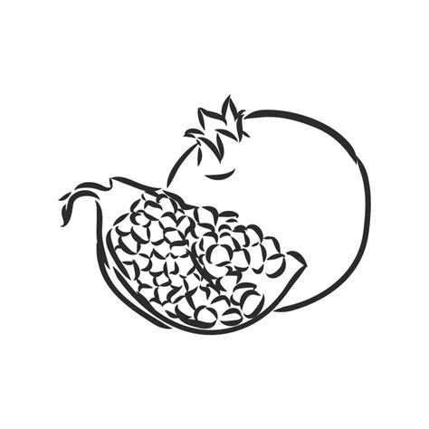 Garnet Vector Sketch Vector Art At Vecteezy